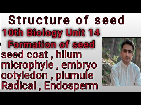 Class 10 - Biology - Structure of seed - Chapter 14 - YouTube