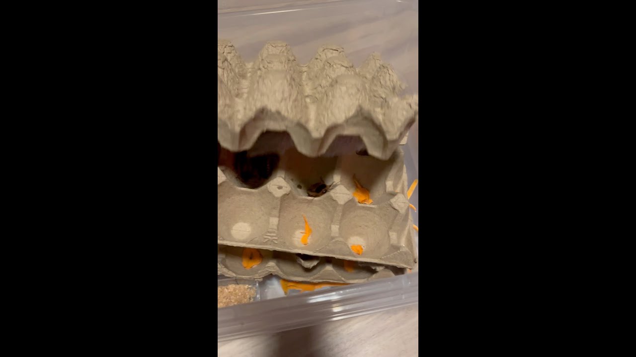 Dubia Roach starter culture/colony/breeding - YouTube