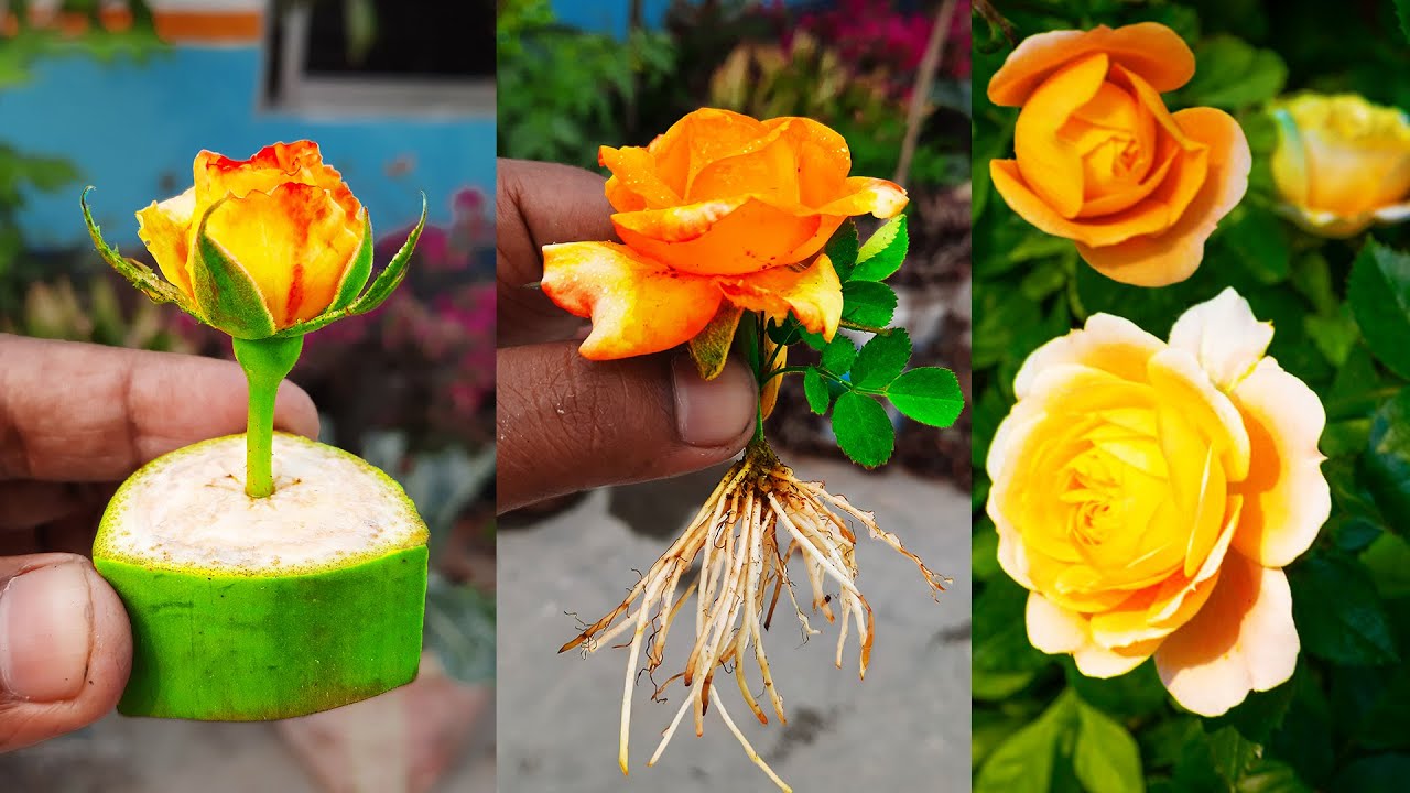 How to Grow Rose plant From rose Buds With Banana 100% Success - YouTube