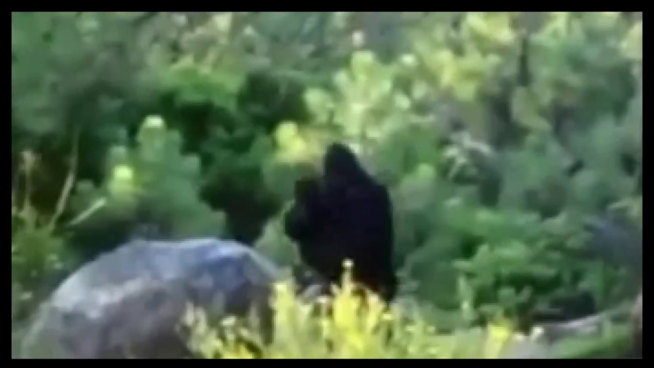 Turkey Hunter Bigfoot(s) - (Thinkerthunker) - YouTube