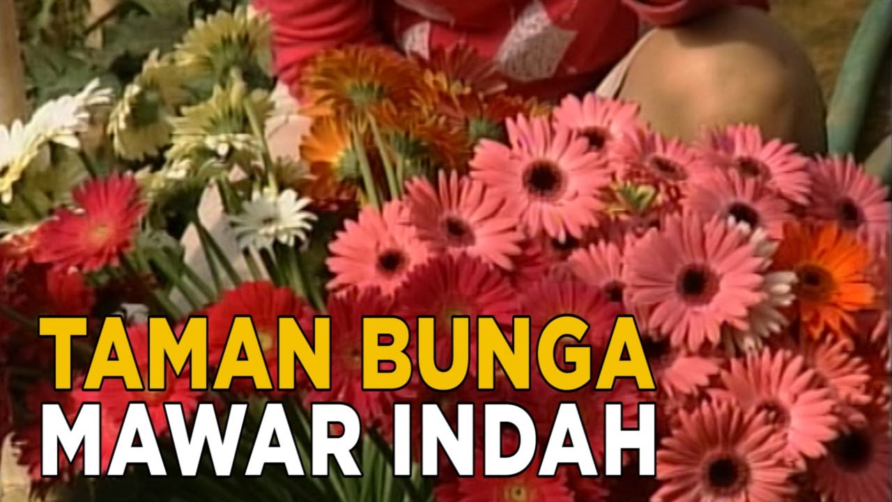 Bunga mawar yang tersebar di taman ini semerbak mewangi | JELAJAH - YouTube