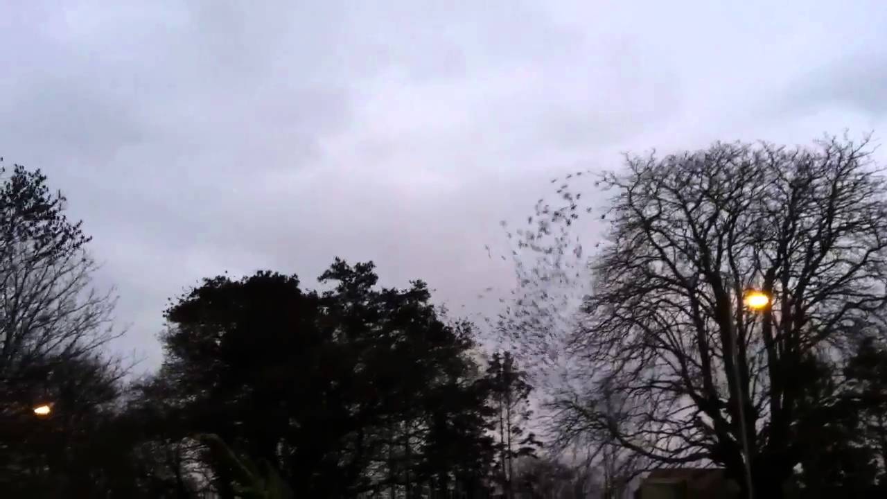 Murmuration of Starlings in Crossways, Dorset - YouTube
