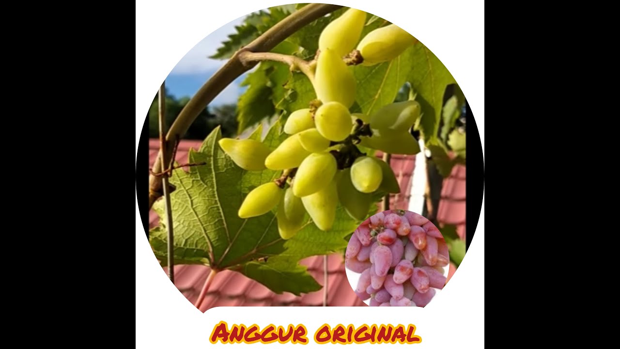 Anggur varian original berbuah di pot - YouTube