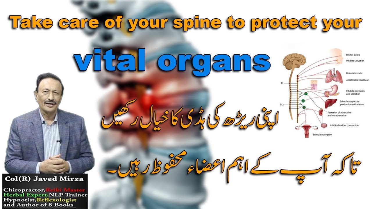 Take Care of Your Spine to Protect Your Vital Organs | Spine & Organ ...