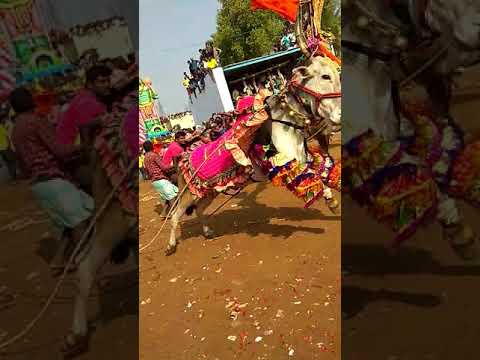 Abavan bukasagaram jalikattu