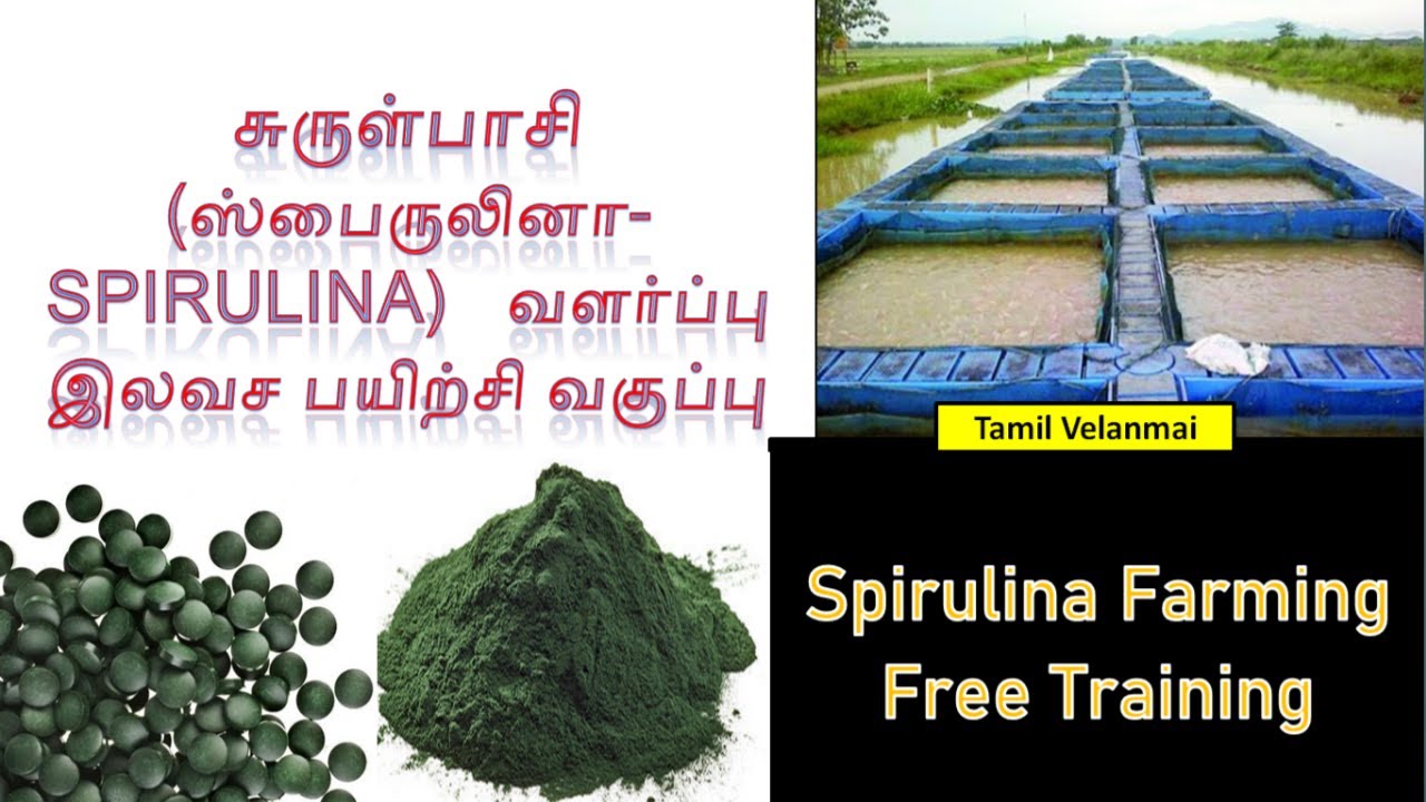 சுருள்பாசி வளர்ப்பு இலவச பயிற்சி வகுப்பு || Spirulina Farming || Tamil ...