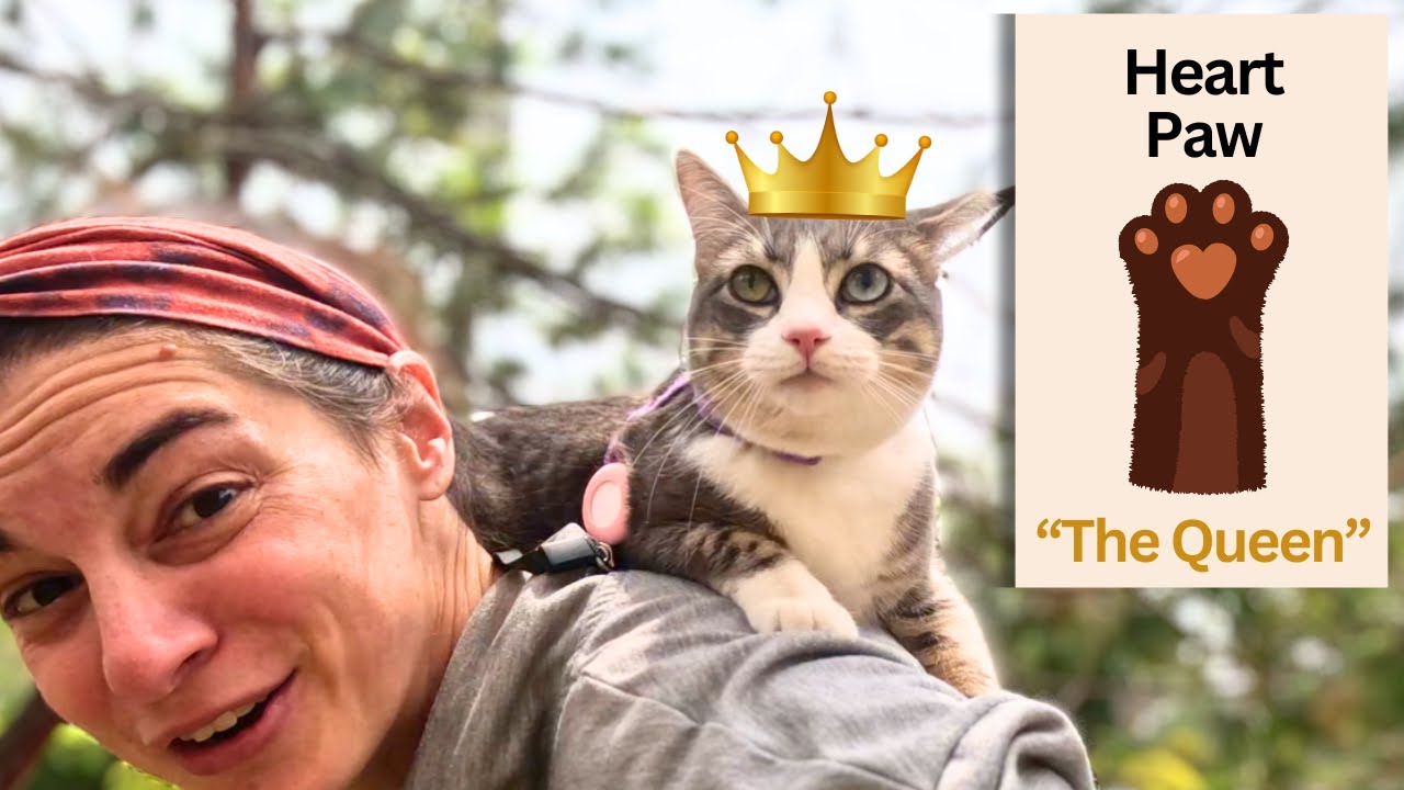 Does Your Cat's Paw Shape Determine Their Personality? - YouTube