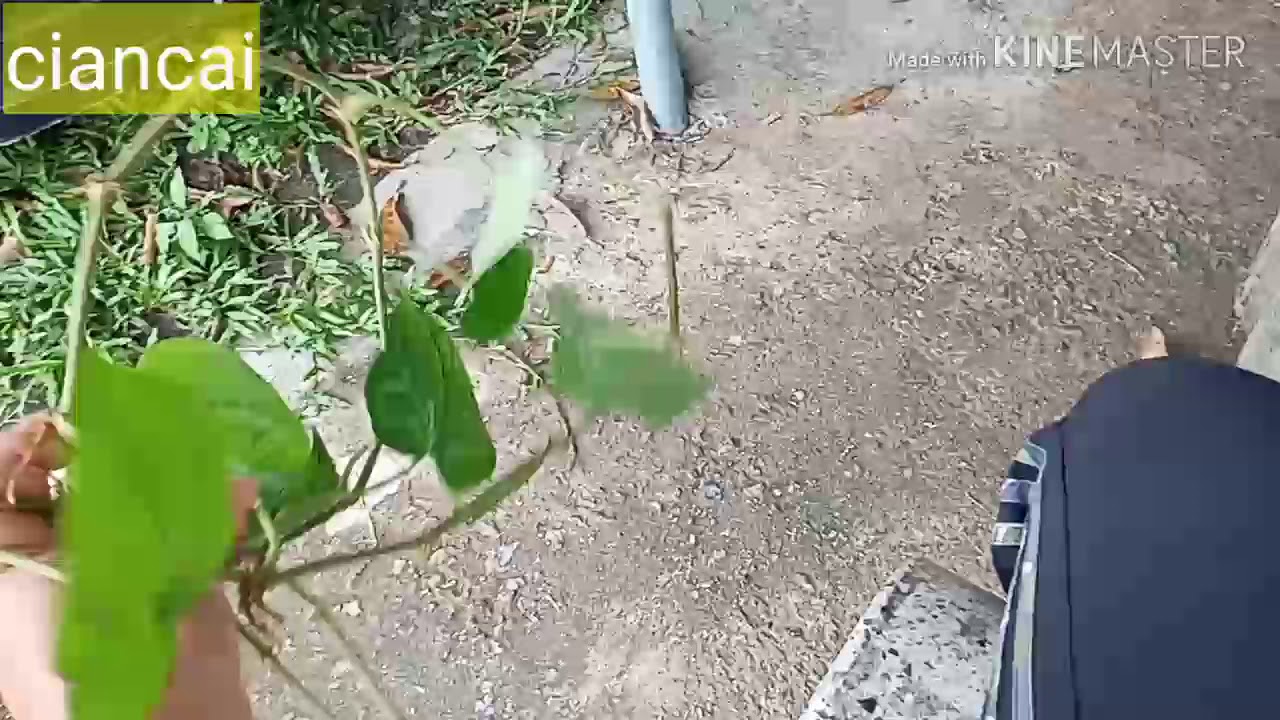 Try tanam pokok sireh.. - YouTube