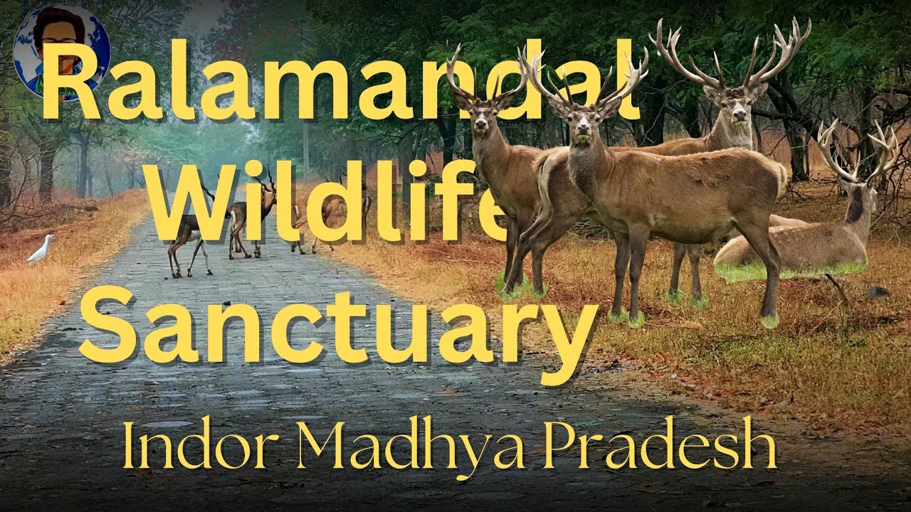 RalaMandal Wildlife Sanctuary Indore || India's Best Jungle Safari ...