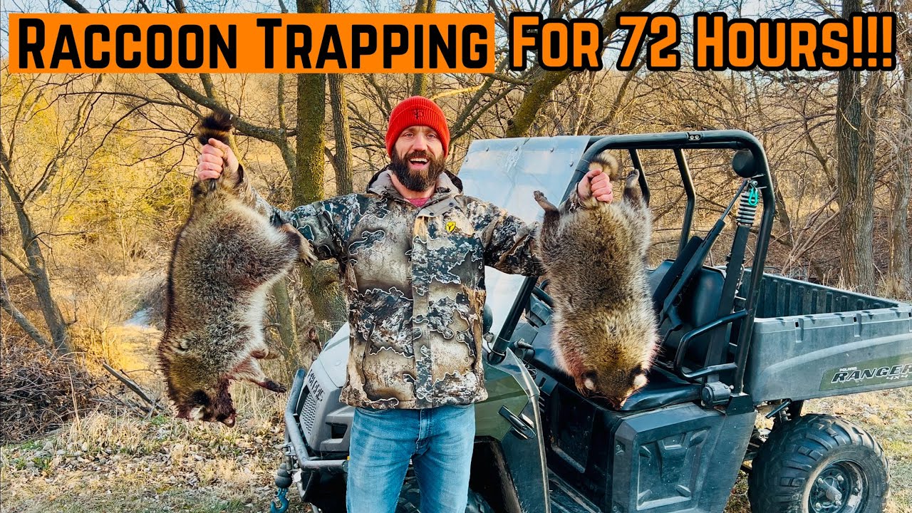 3 Days TRAPPING Raccoons On My PROPERTY!!! - YouTube