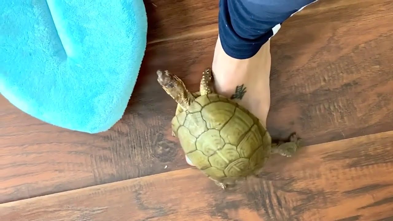 Box turtle follows rescue mom’s feet everywhere - YouTube