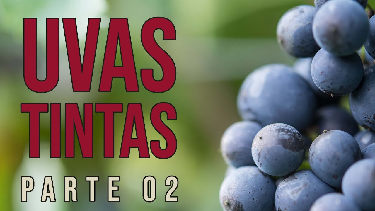 Principais Uvas Tintas de Vinho - Parte 02 - YouTube