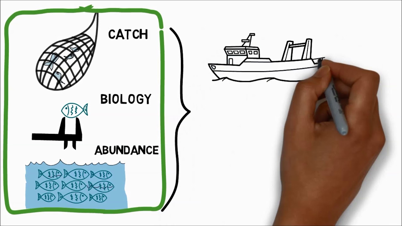 How To Measure A Fish Stock YouTube how-to-measure-a-fish-stock-youtube