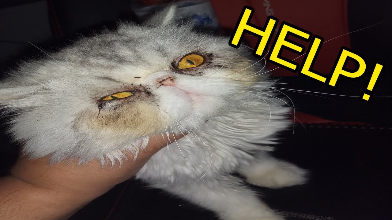 Skizzไม่อยู่ แมวมึงตายแน่ - YouTube