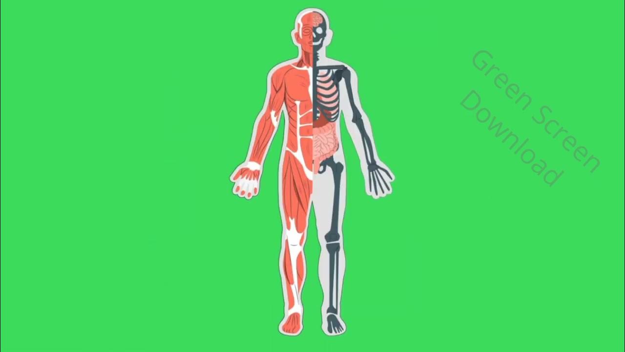 Youtube Body Parts Animation Green Screen Effects | No Copyright ...