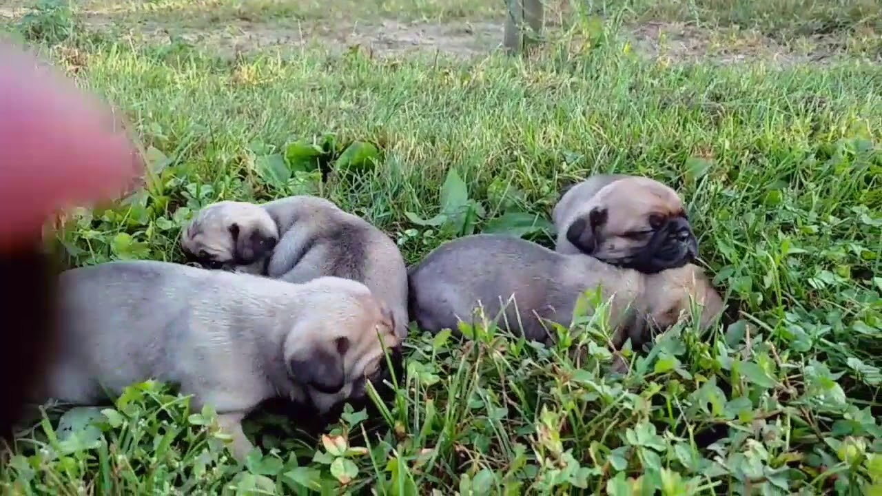Pug Puppies 3 weeks - YouTube
