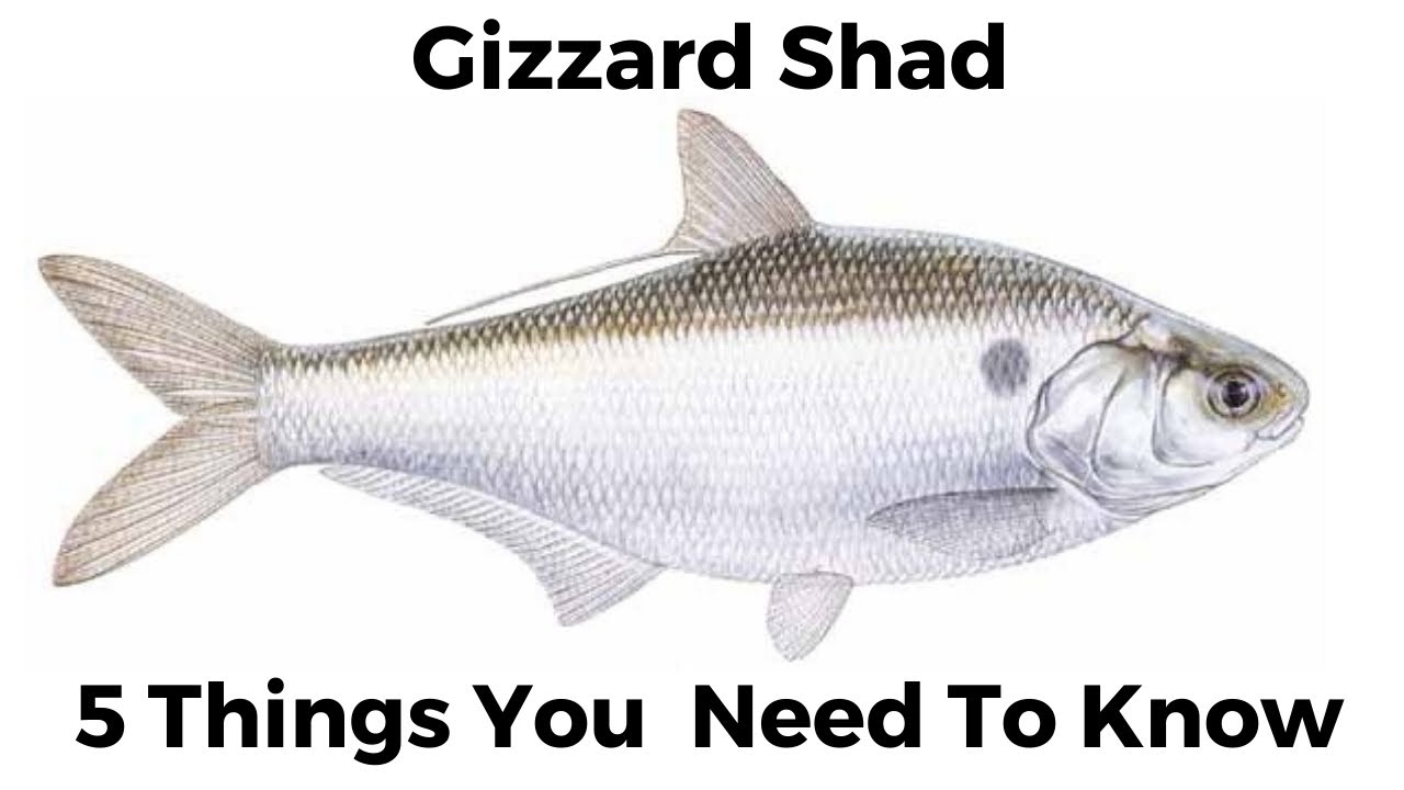 Gizzard Shad Wyoming