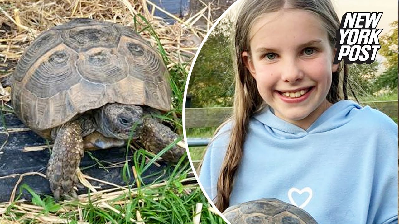 Family stunned after missing pet tortoise turns up 2 years after ...