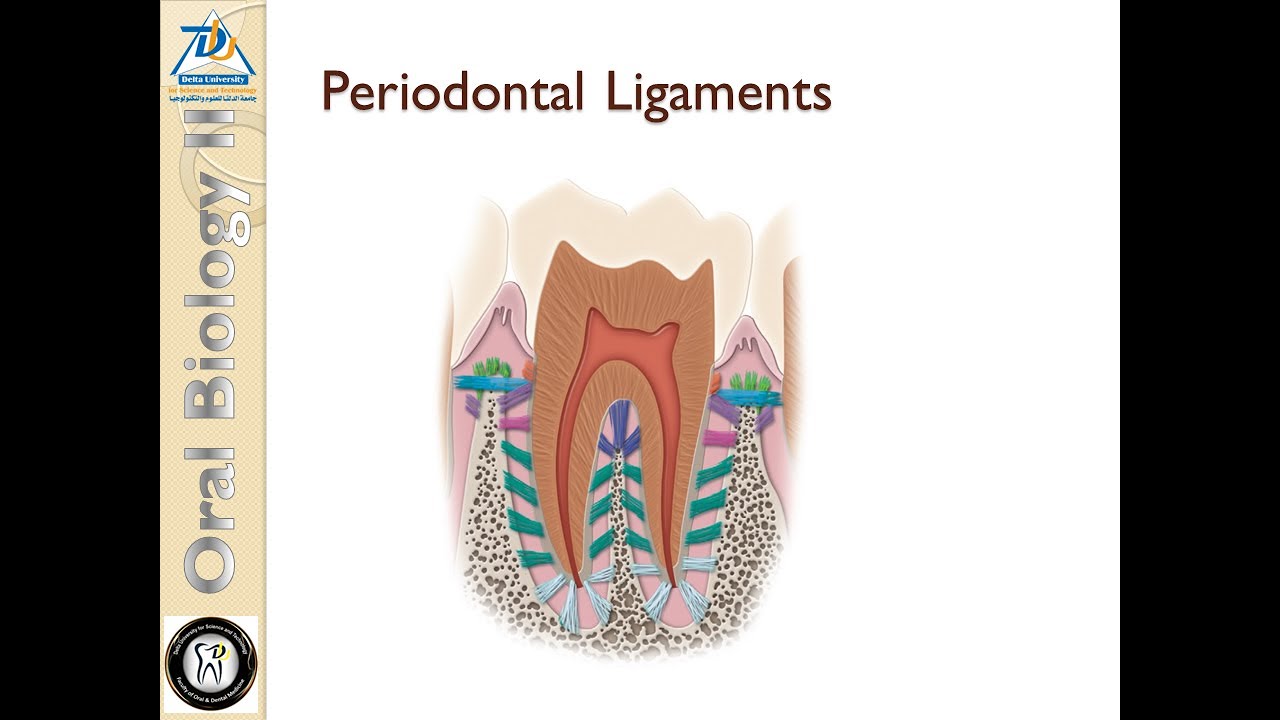 Periodontal Ligaments & Bone Practical Slides - YouTube
