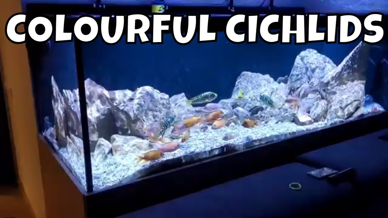 The Ultimate Color Show: My Gorgeous Cichlid Fish Collection" - YouTube