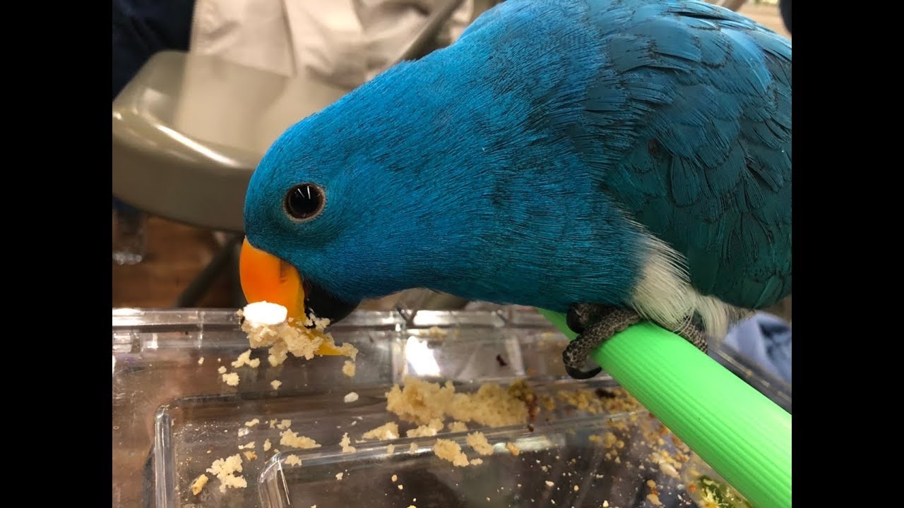 Eclectus Parrot Mutations