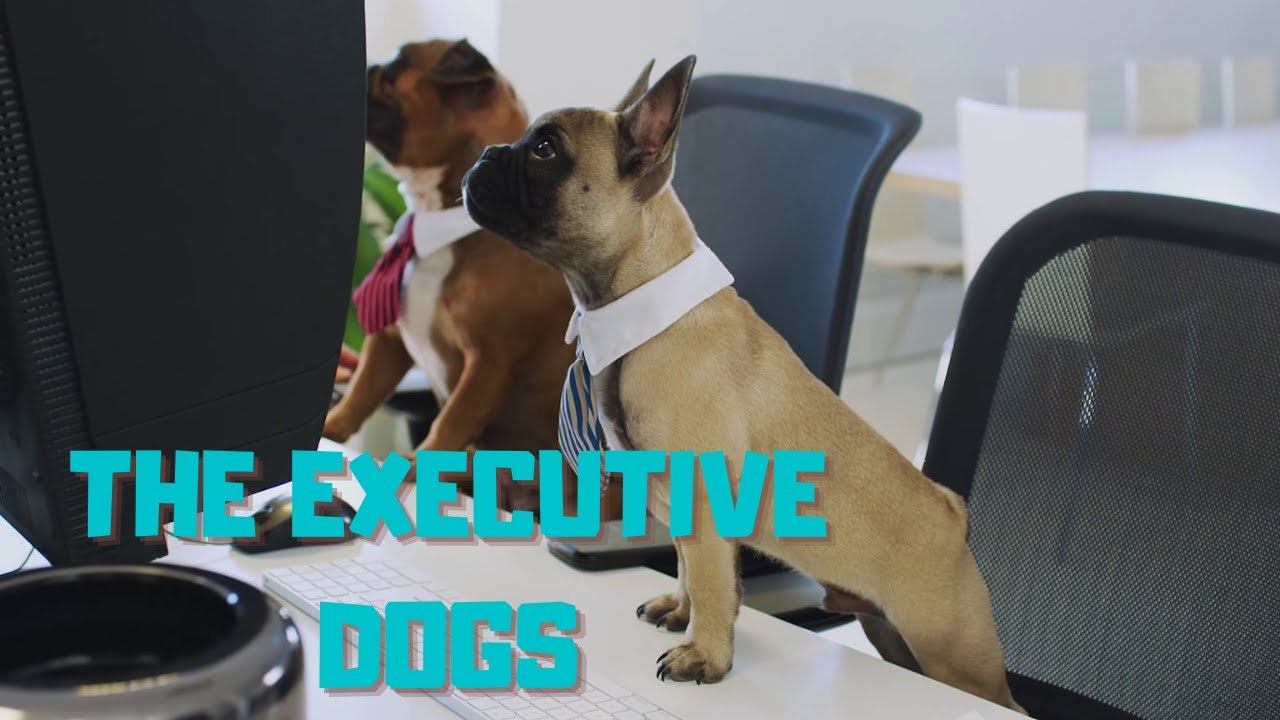 THE EXECUTIVE DOGS - WONDERFUL ANIMALS #SHORT - YouTube