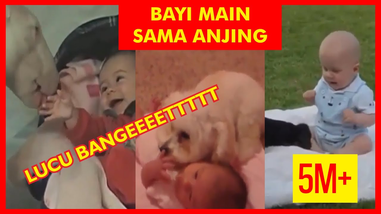 BAYI MAIN BARENG SAMA ANJING | NGEMESIN BANGET!!! - YouTube