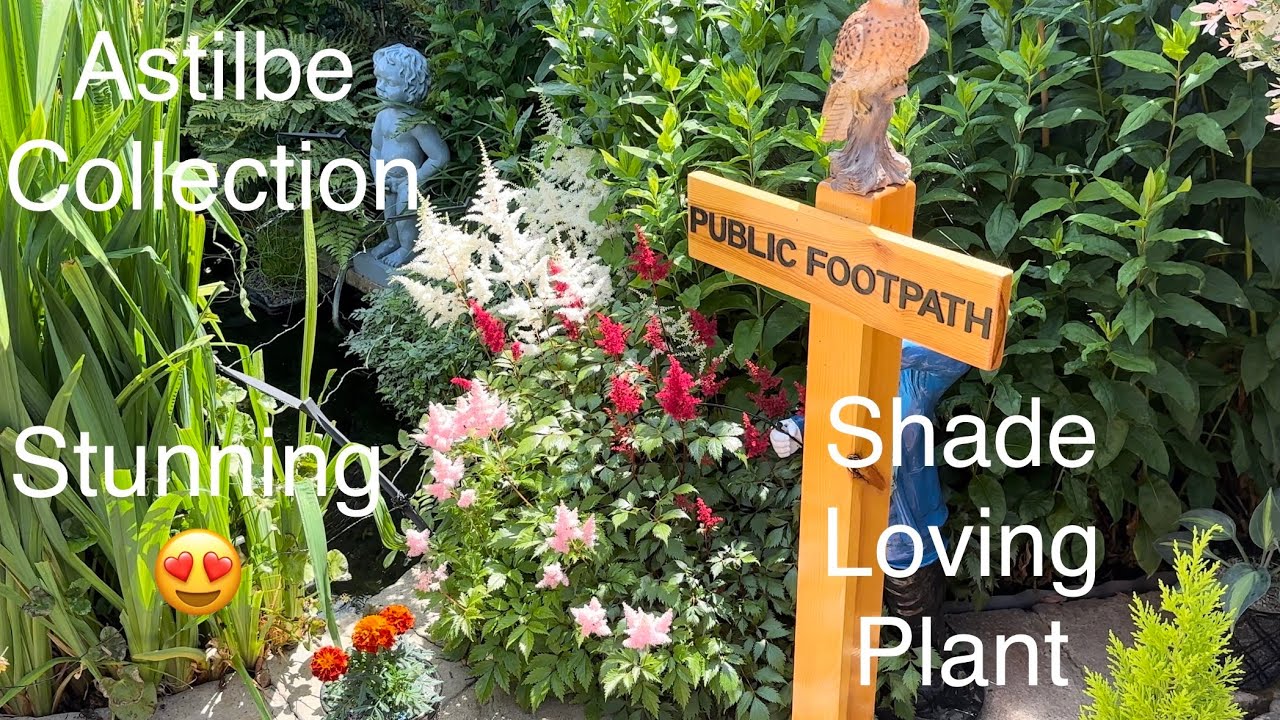 Astilbe Collection - Perennial Cottage Garden. Astilbe Ellie / Fanal ...