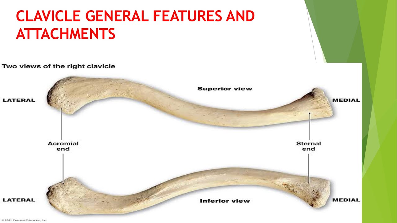 CLAVICLE ANATOMICAL FEATURES |Grays and Richard snell based| Anatomy of ...