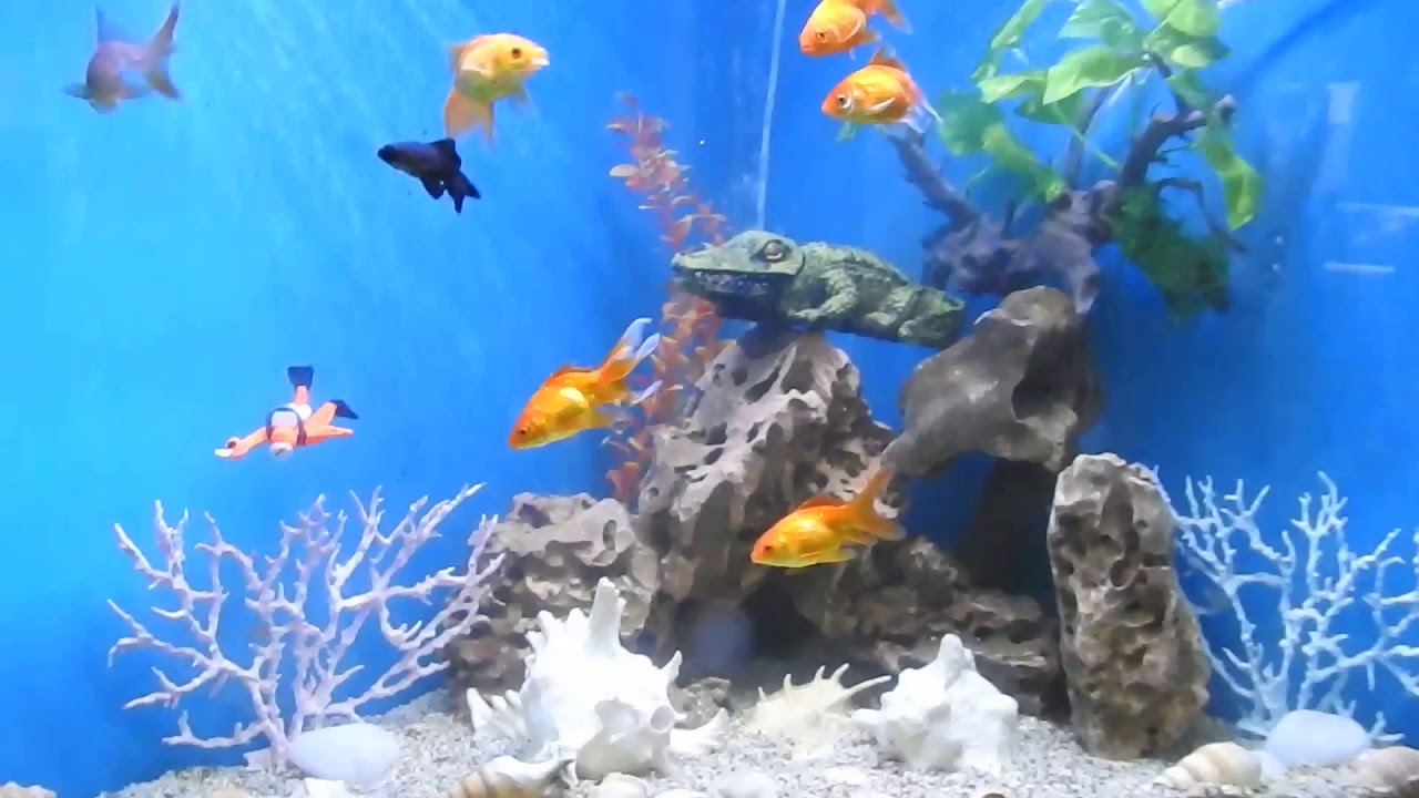 My new fish triangular aquarium at home - YouTube