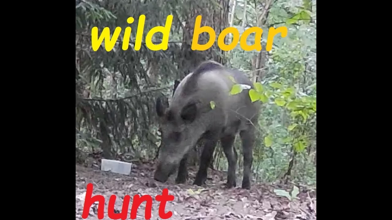 wild boar hunting fail - YouTube
