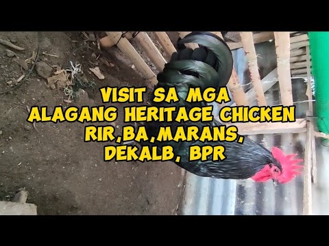 Free-range chicken BA,RIR , BPR, BCM, DEKALB BROWN - YouTube