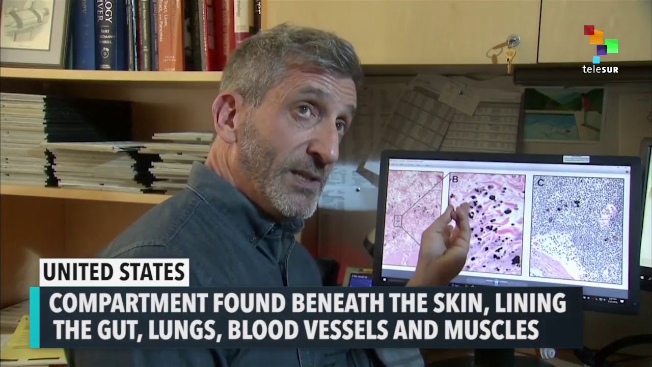 ‘The Interstitium’ New Human Organ Discovered - YouTube