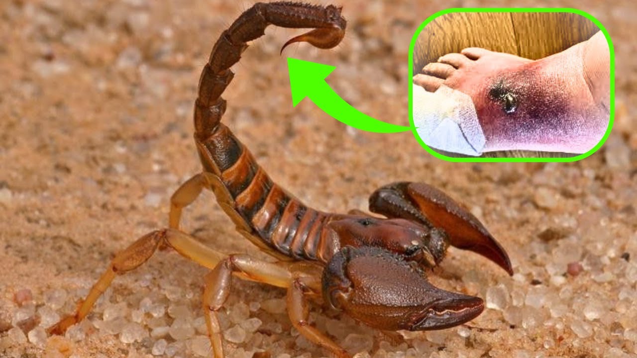 10 most venomous animals in the world - YouTube