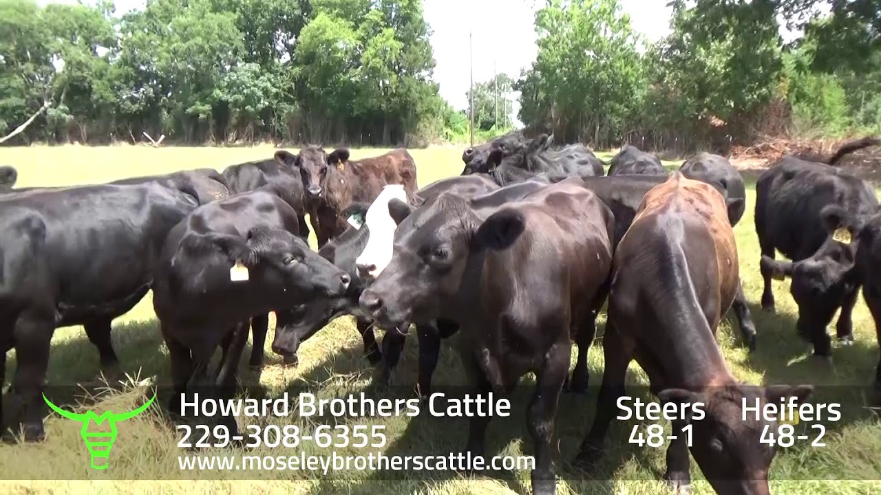 HOWARD BROTHERS CATTLE: GA SAFE Sale 8/13/19 - Moseley Brothers Cattle ...