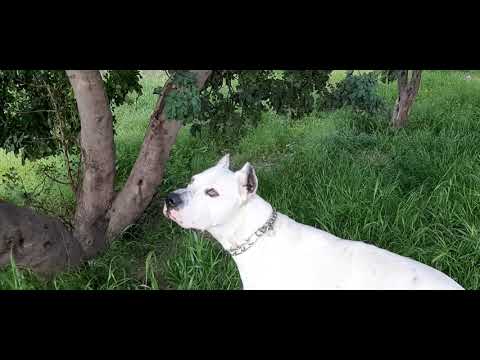 EN HIRSLI KÖPEK IRKLARINDAN BİRİ DOGO ARGENTINO!!