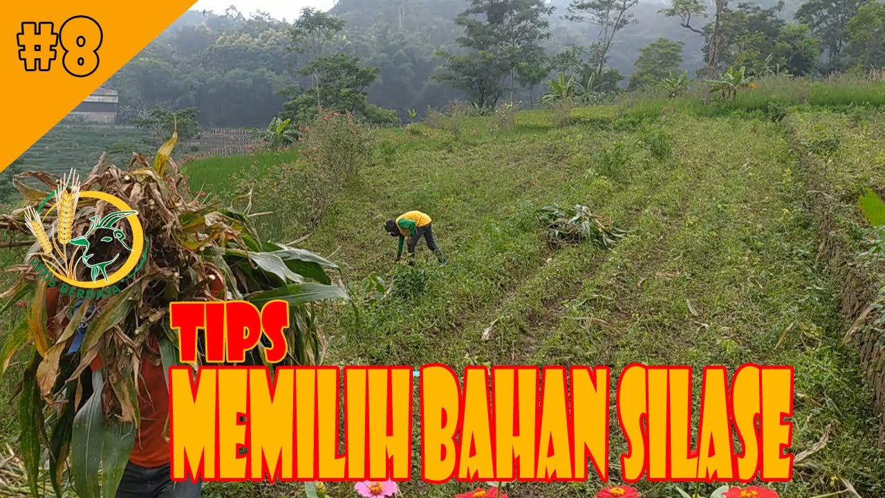 TIPS Memilih bahan silase untuk pakan ternak - YouTube