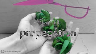 hindu rope stem propagation | relaxing video