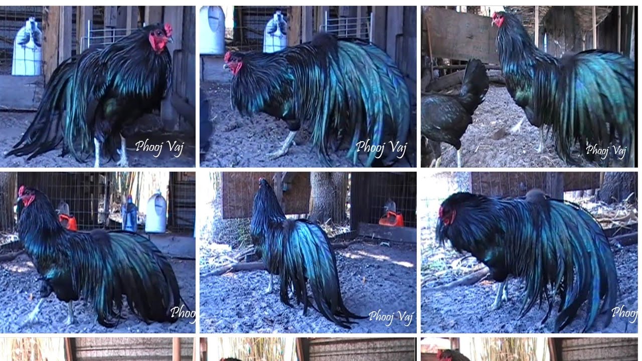 Strutting the Hens - Black Sumatra Rooster - YouTube
