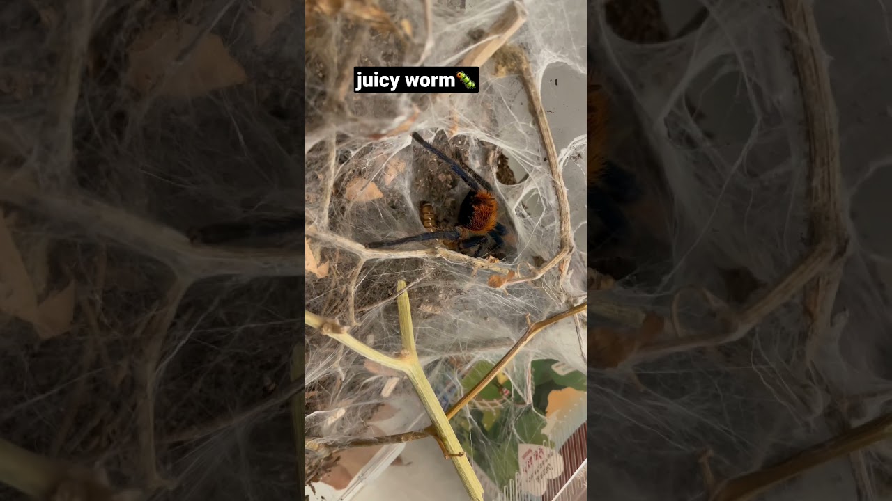 tarantula feeding 6: first superworm #shorts #tarantula # ...