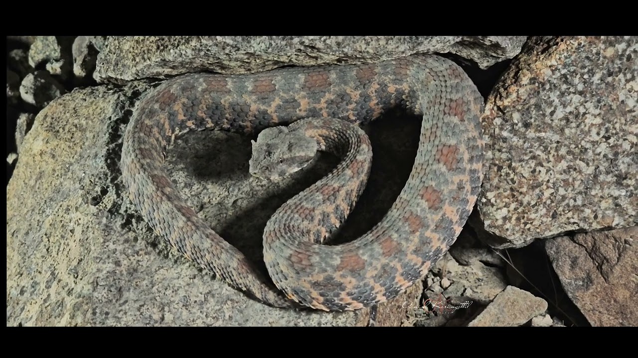 Persian horned viper (Pseudocerastes Persicus) - YouTube