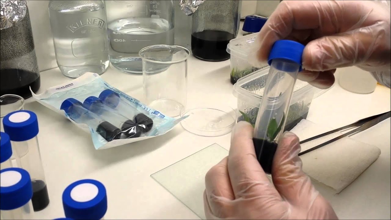 Re plating, replanting or transplanting orchid seedlings from one ...