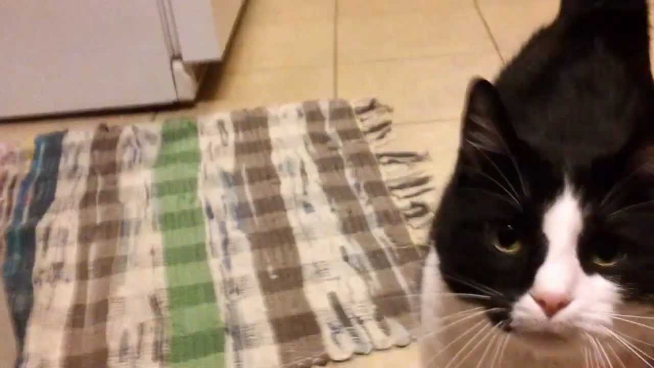 The Bruce the Cat Show! Episode 1 - YouTube