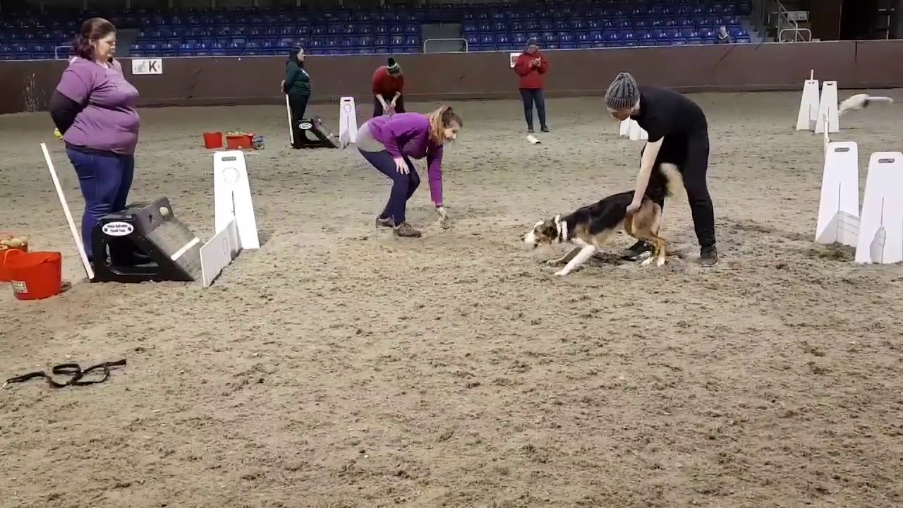 Jax (Border Collie) Flyball Box Turn Training 🐾 - YouTube