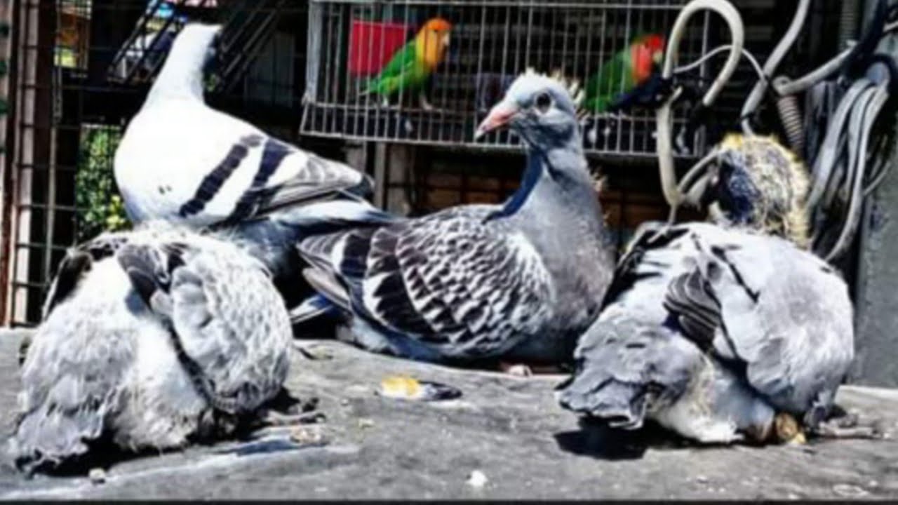 KALAPATIDS PEGION RACING TV - YouTube