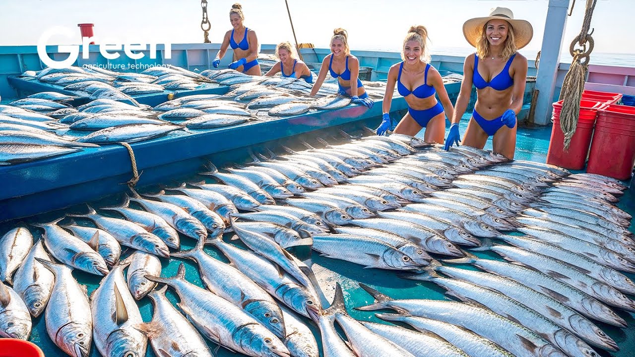 How MILLIONS of Sardines Are Caught? Amazing Automatic Sardine ...