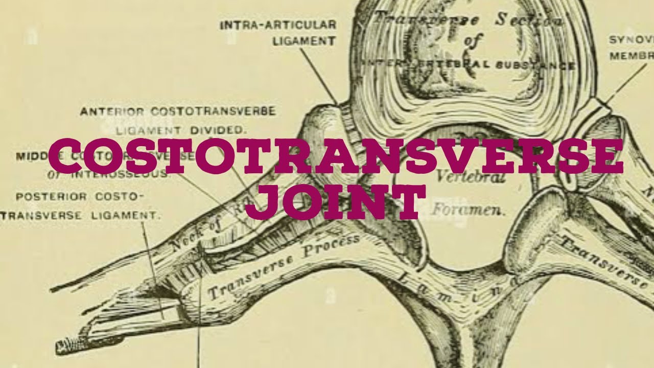 Costotransverse joint - YouTube