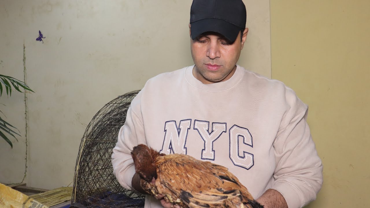 The Shock of Aseel Hen's Unexpected Death 😒😒😒 | Mini Zoo At Home - YouTube