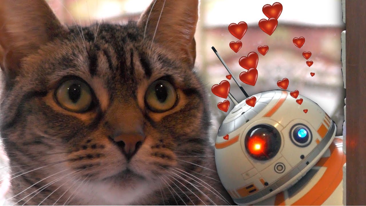 BB-8 Vs. Cats - Robot Falls in Love with Girl (Star Wars / Disney ...