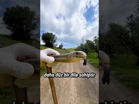 Yılana Benzeyen Kertenkele 🐍🦎🌿
